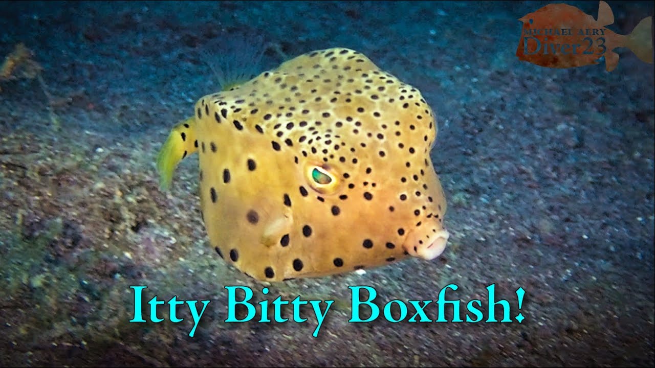 Itty Bitty Boxfish! - YouTube