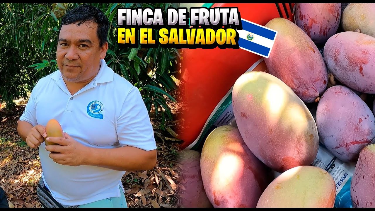 Viajé hasta esta FINCA ORGÁNICA a comer MANGOS PANADES *y no salió como lo esperaba*😪 - YouTube