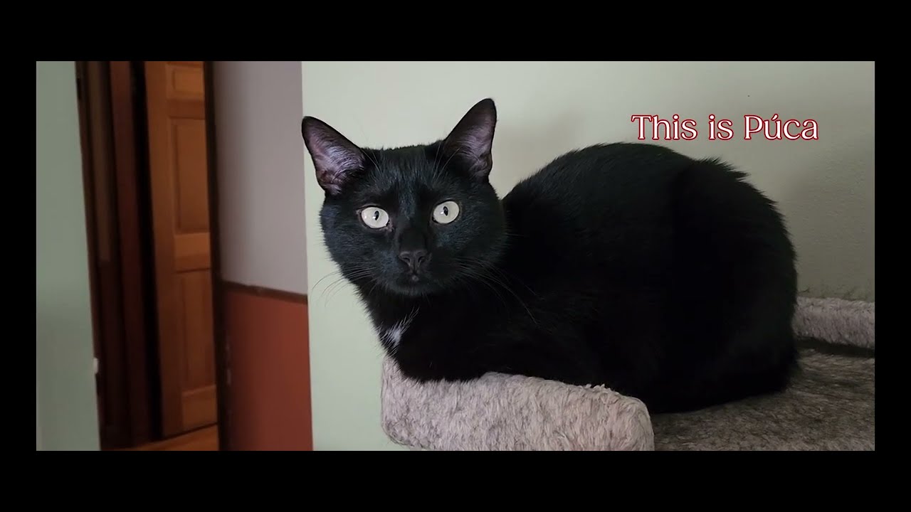 Meet The Disaster Cats - YouTube