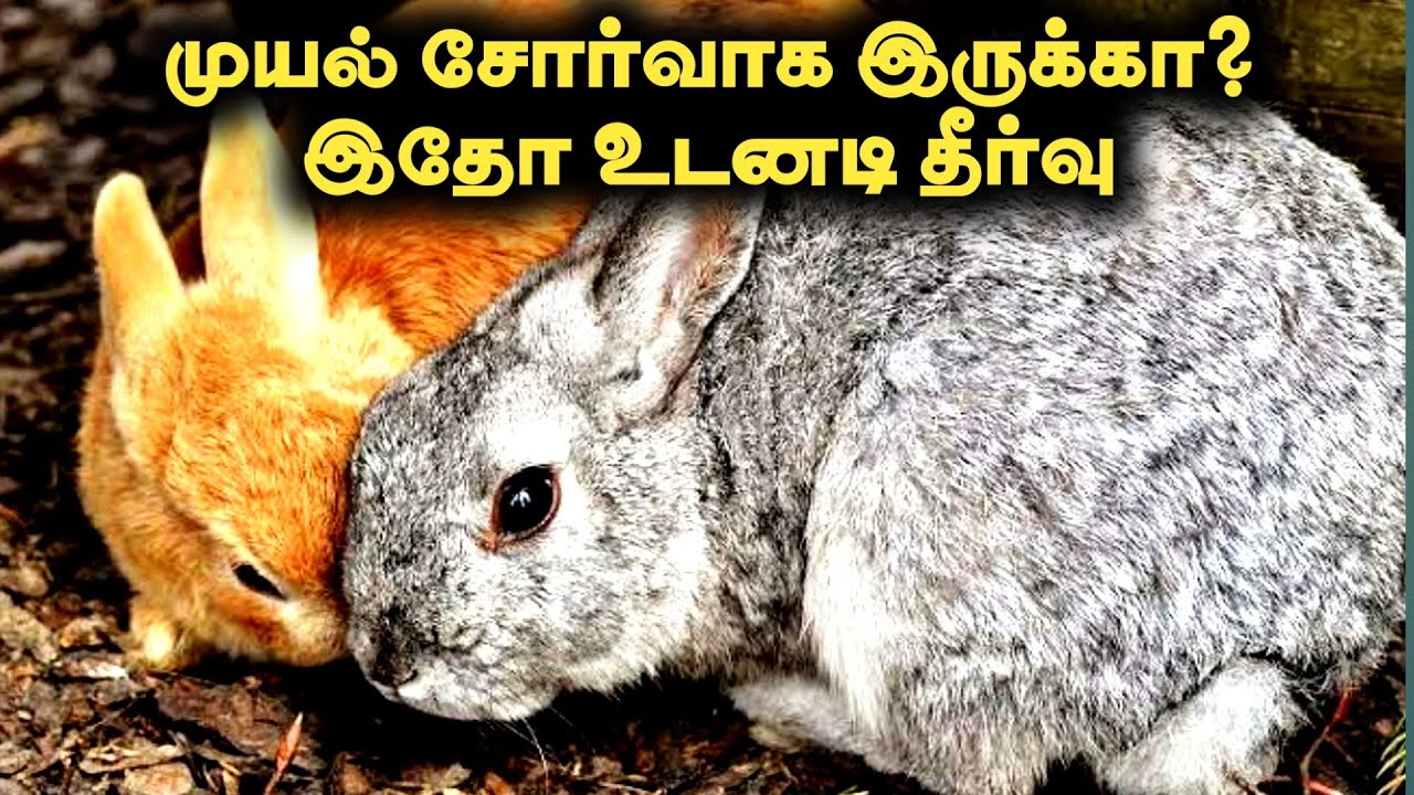 முயல் சோர்வு உடனடி தீர்வு | muyal valarpu in tamil | Rabbit Farm ...