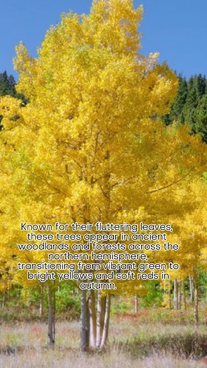 The most unusual trees in the world Part2 - YouTube