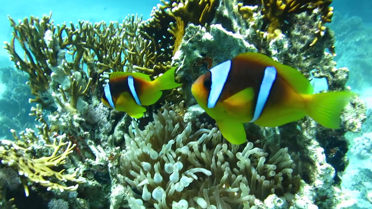 Finding nemo real fish Clownfish - YouTube