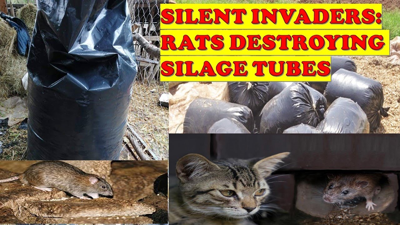 The Silent Invaders: Rats Destroying Silage Tubes - YouTube
