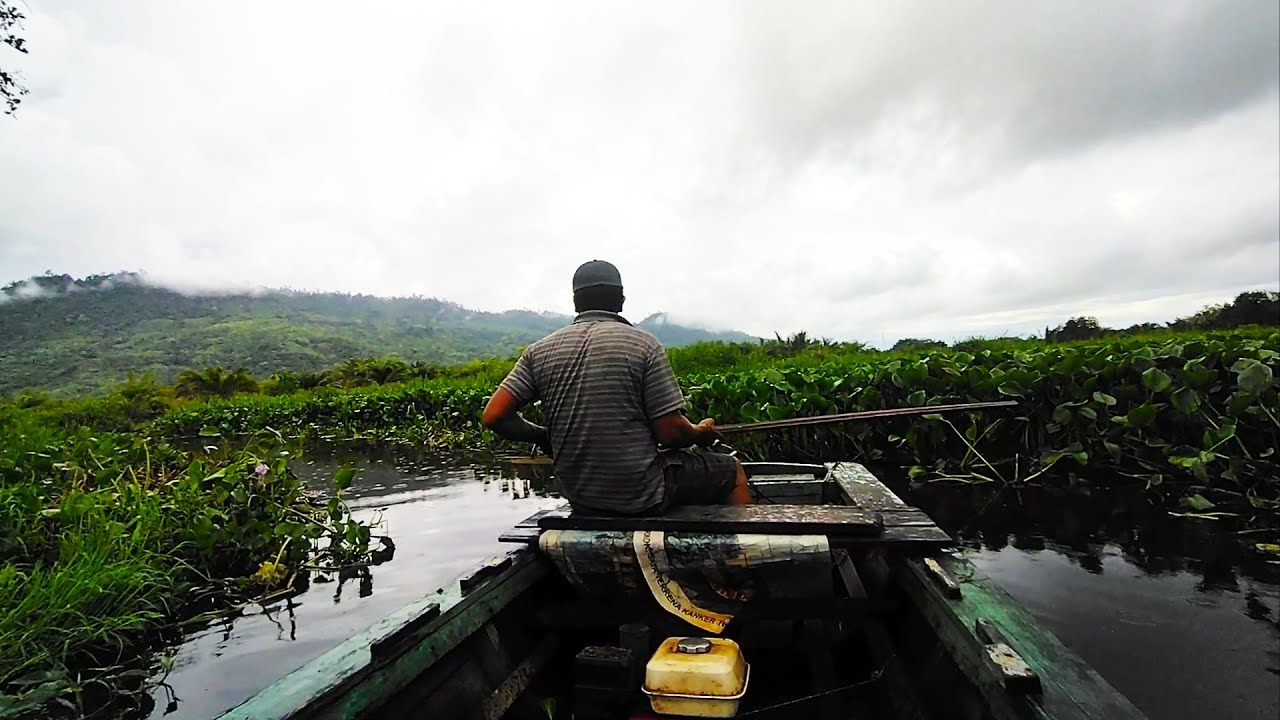 Kegiatan kerja panen kelapa dan babat rumput pakai parang | Suasana ...