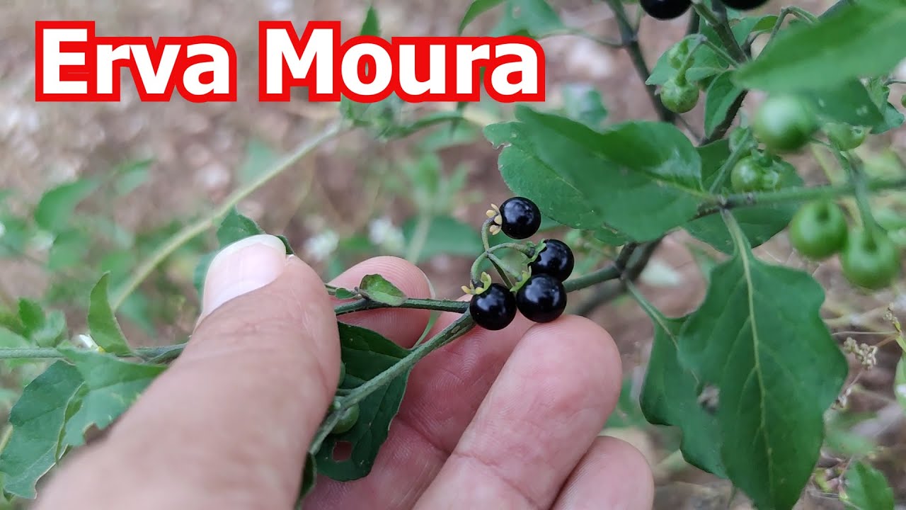 Erva Moura - Maria Pretinha - YouTube