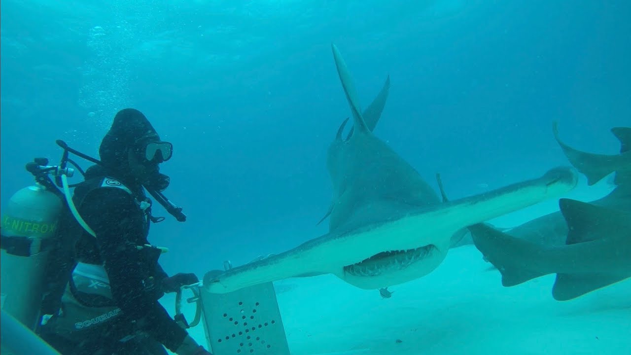 BIMINI BAHAMAS HAMMERHEAD SHARK DIVE - YouTube