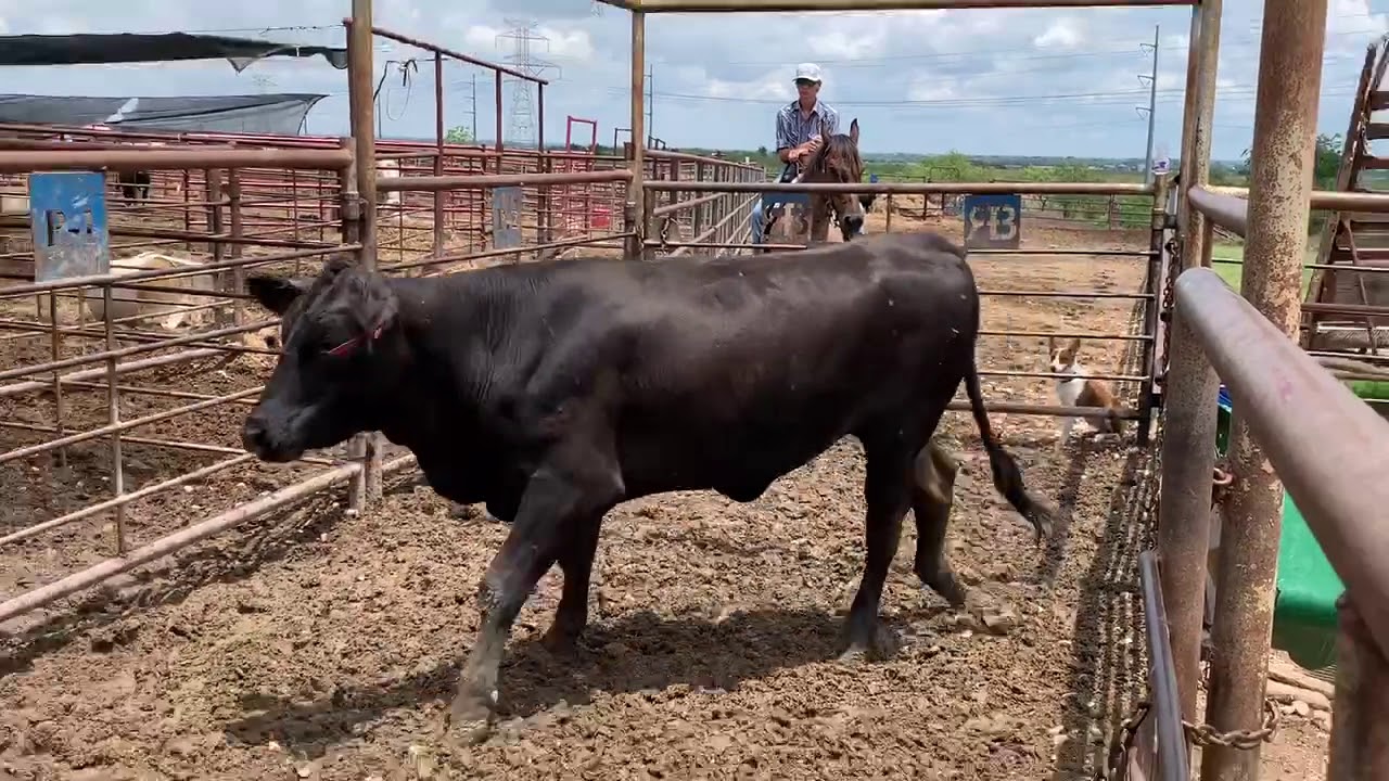 Brangus Butcher Heifer, #23733 | Cattle for sale - YouTube