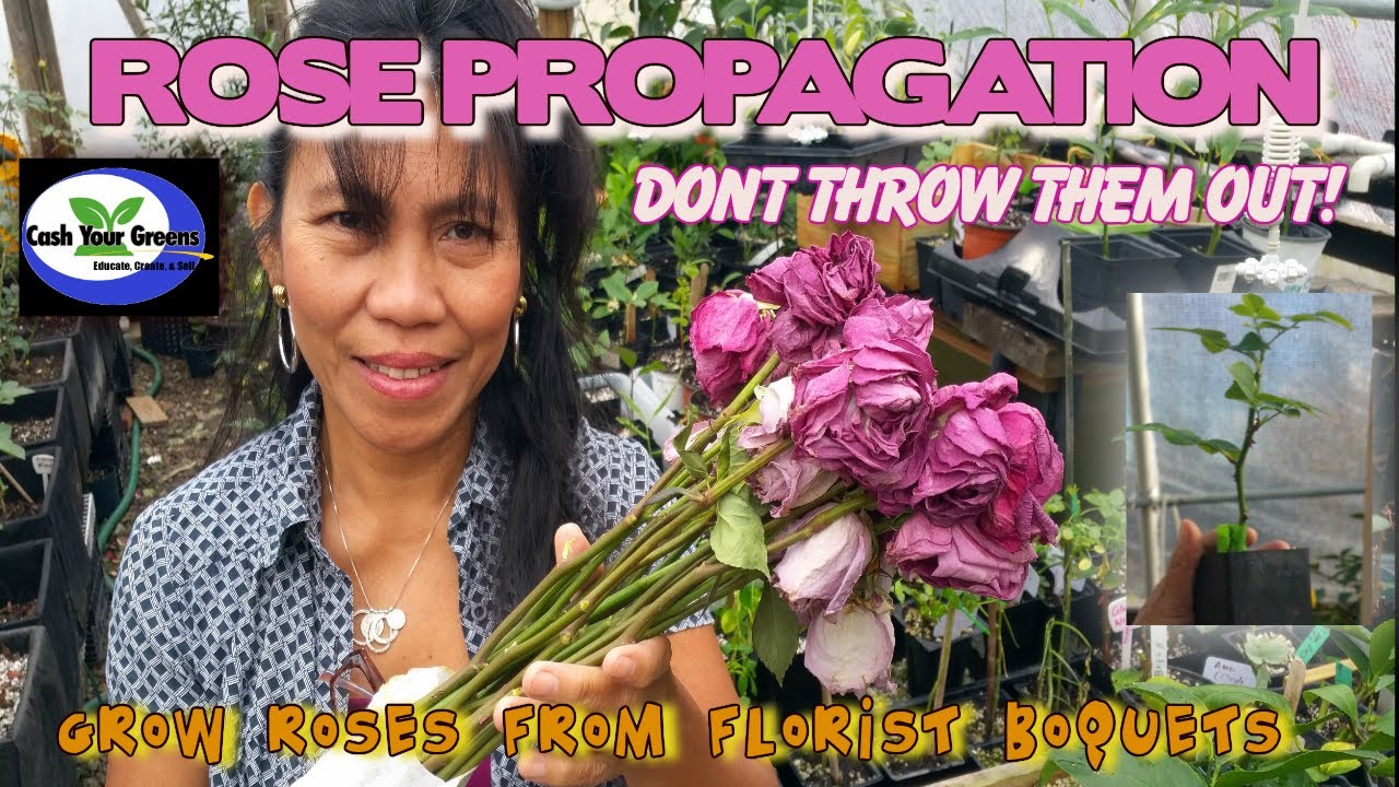ROSE PROPAGATION / How to Root Florists Roses the Easy Way - YouTube