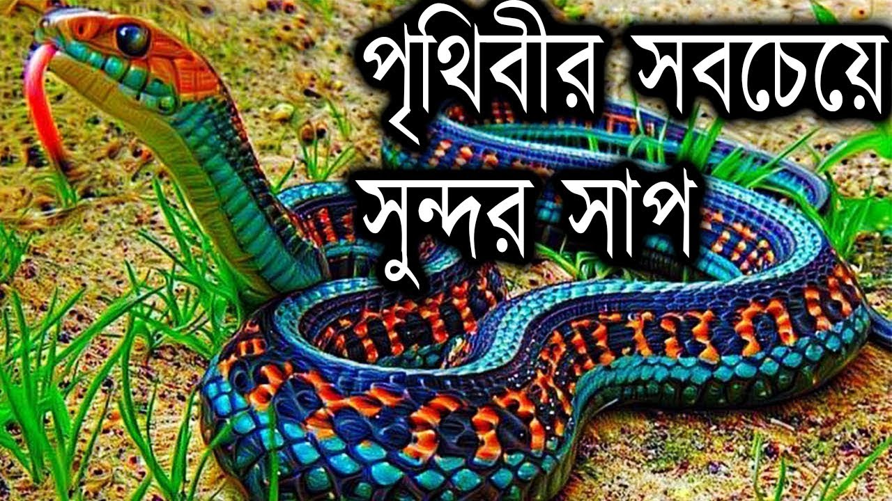 পৃথিবীর সবচেয়ে সুন্দর সাপ || Most Beautiful Snakes In The World ...