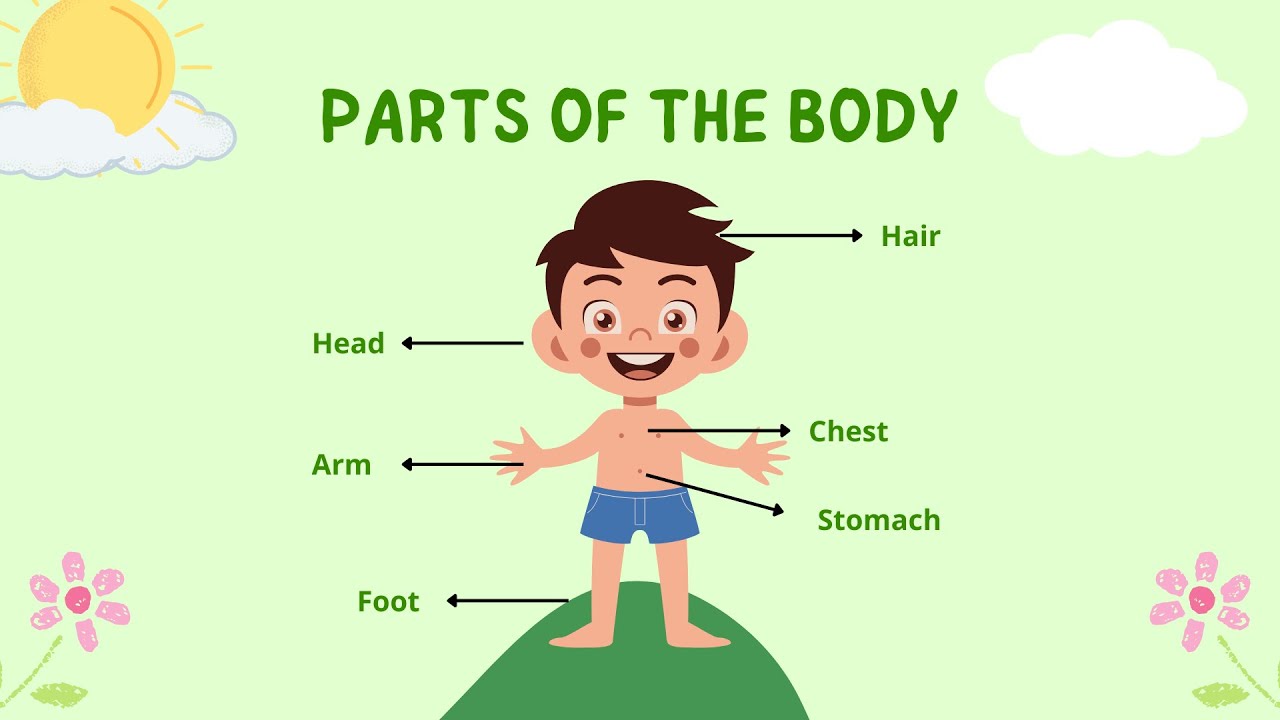 PARTS OF MY BODY || Bagian - Bagian Tubuh Manusia - YouTube