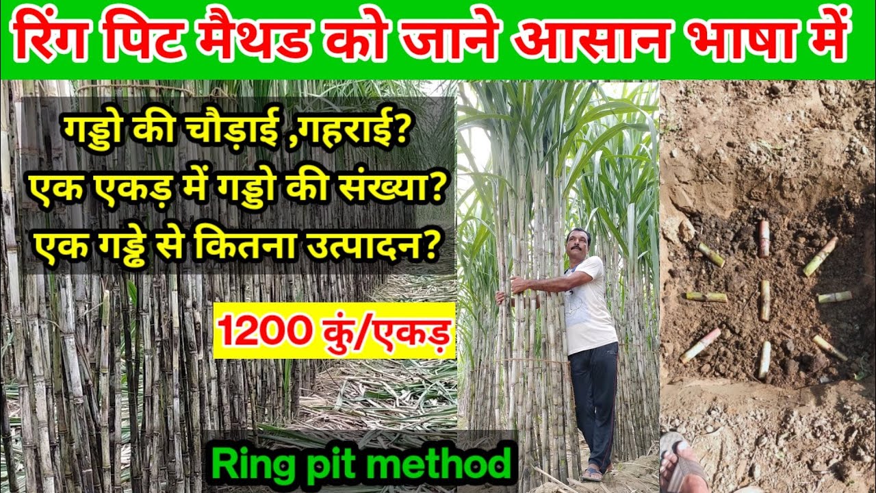 रिंग पिट मैथड | 1200 कु/एकड़ पैदावार ऐसे ले | Ring Pit method of ...