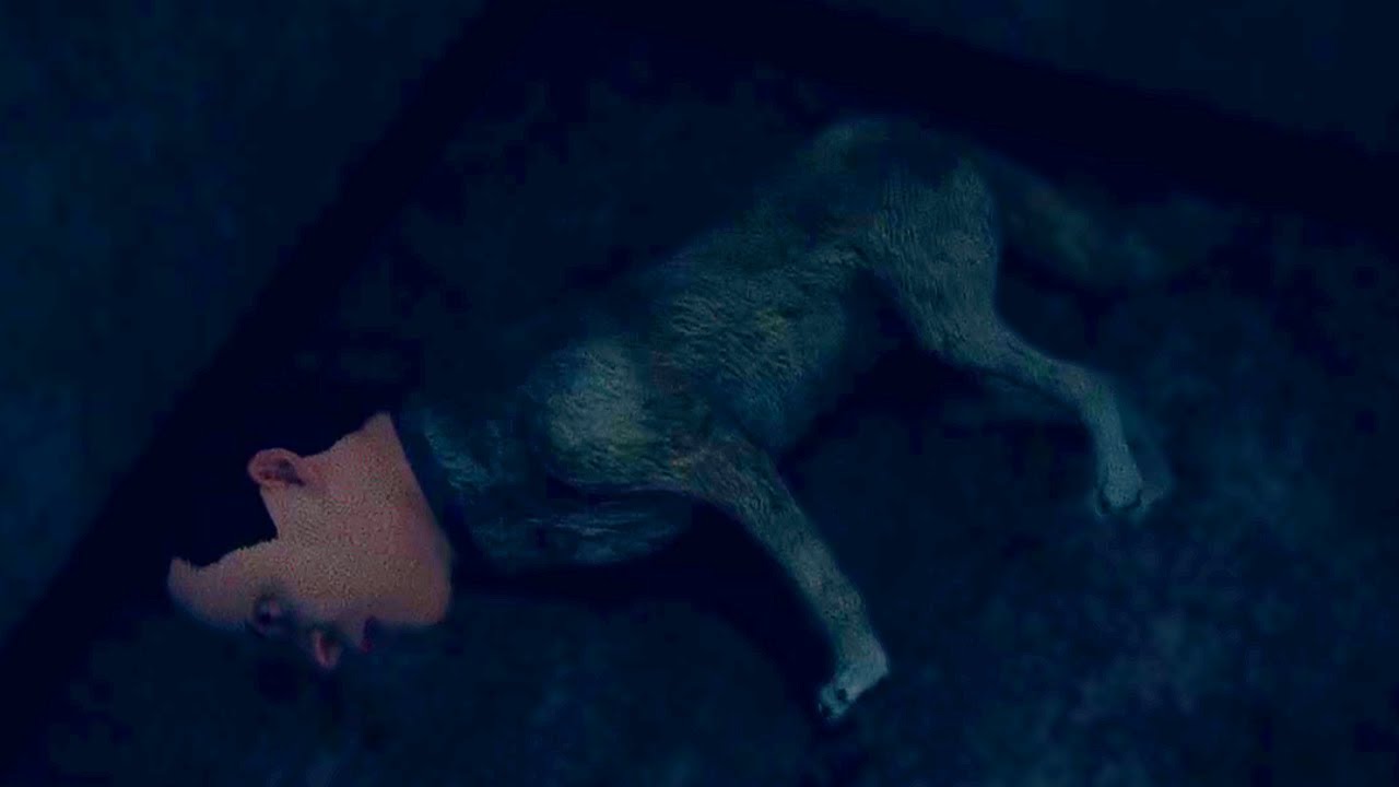 Human Dog's are Real Now - YouTube