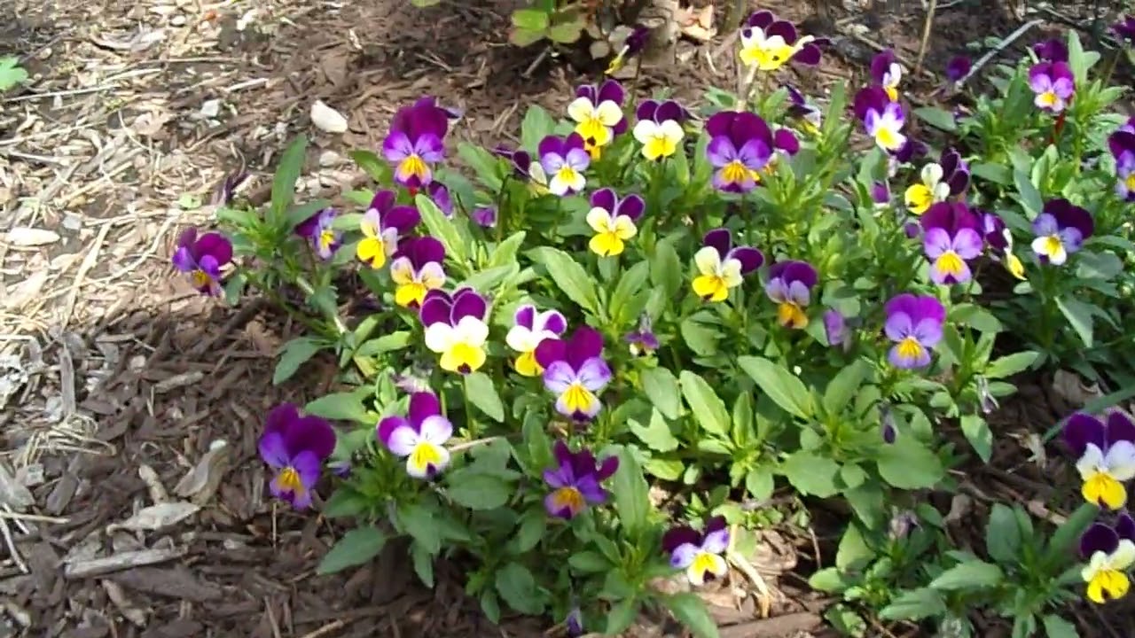 Viola Johnny jump ups flower - YouTube