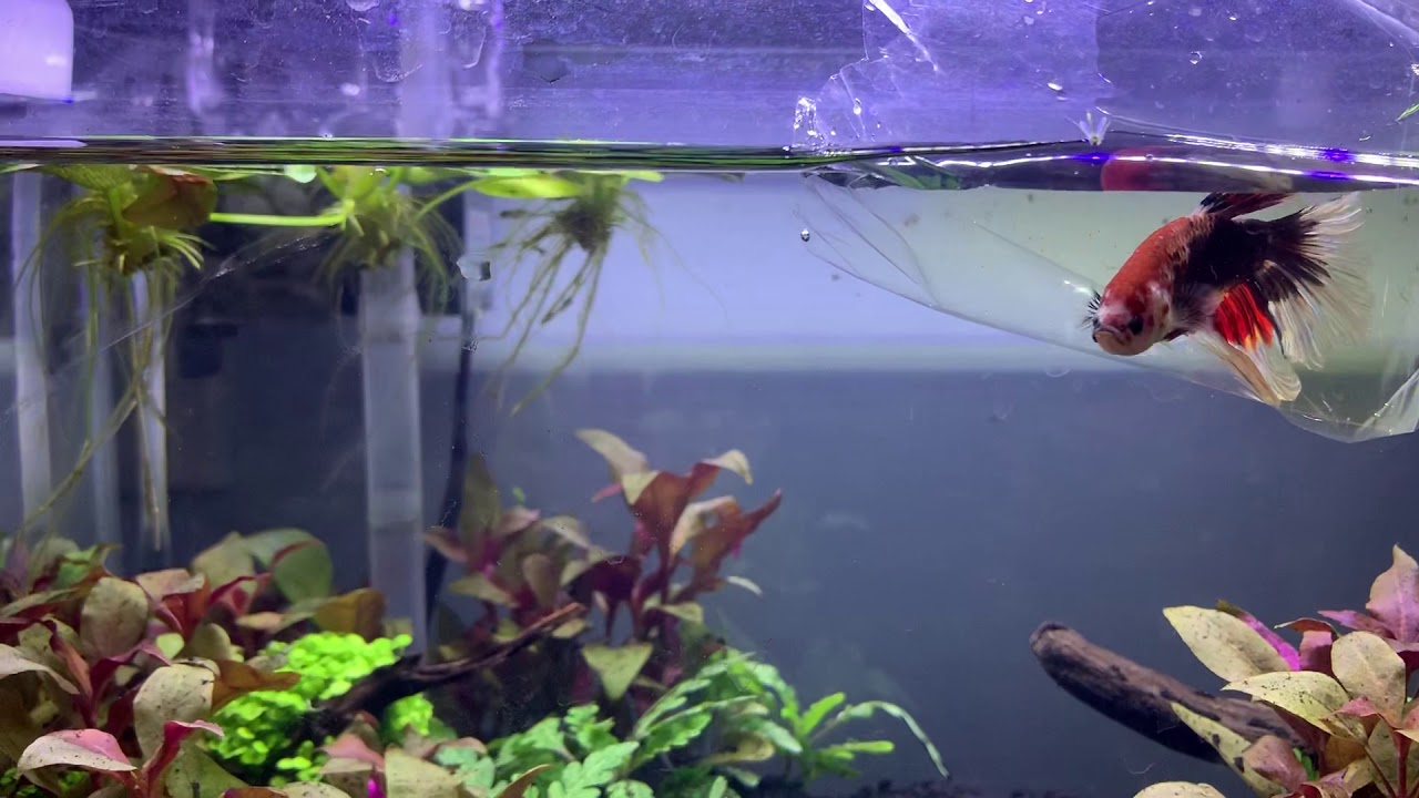 fish betta dumbo hm - YouTube