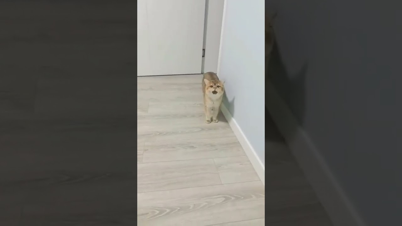 WAA WAAAAAAA😁😁#cat #cats #catlover #funnyshort #funnyshorts #shotrs # ...