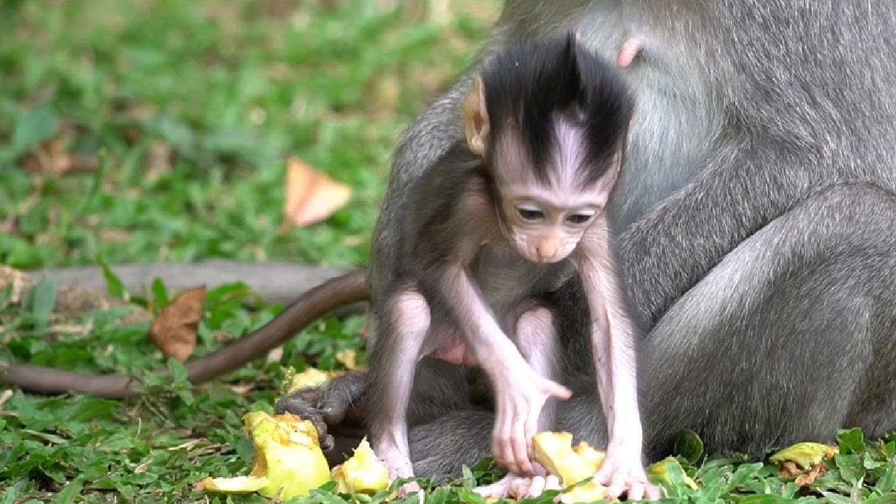 Sepotong buah apel yang menjadi rebutan - YouTube