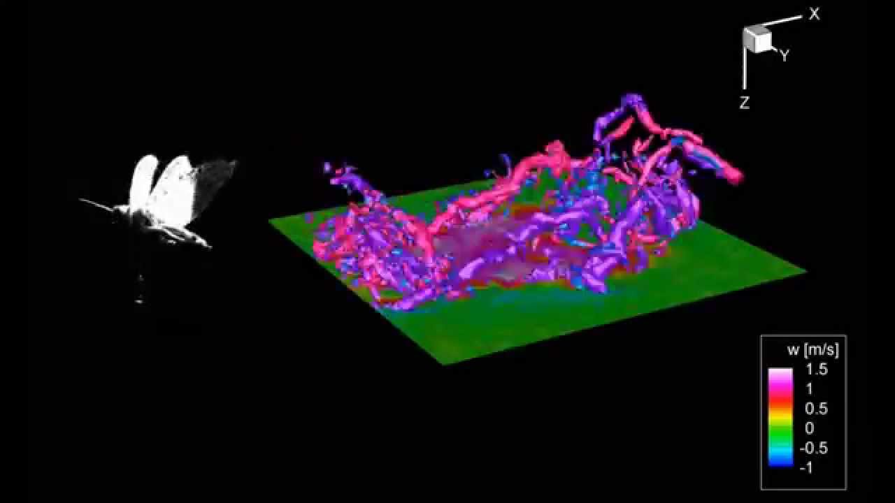 Tomographic PIV: Locust Wake (Univ Oxford + DLR + LaVision) - YouTube