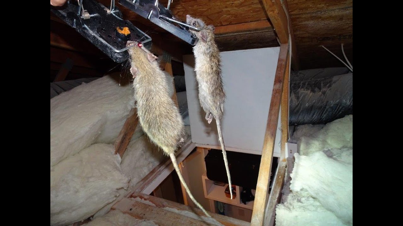 HOW TO catch QUAIL killers part 2 - YouTube