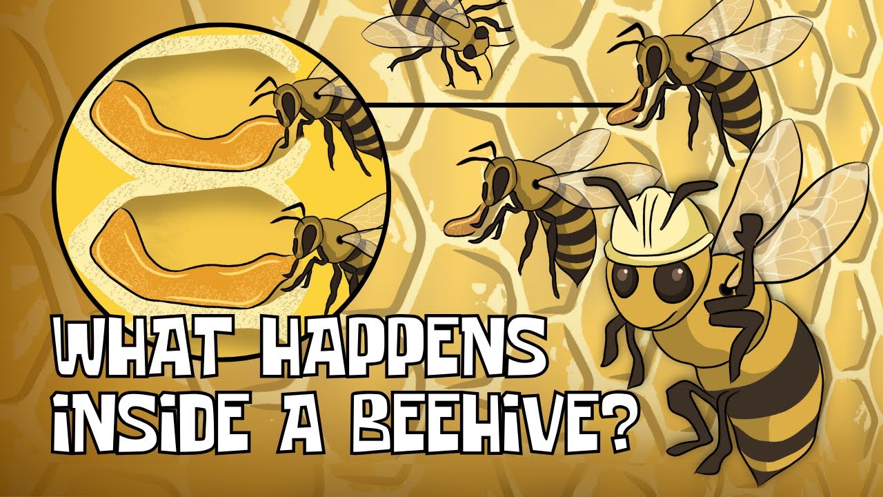 Inside the Beehive: How Do Bees Make Honey? | Animated Science - YouTube