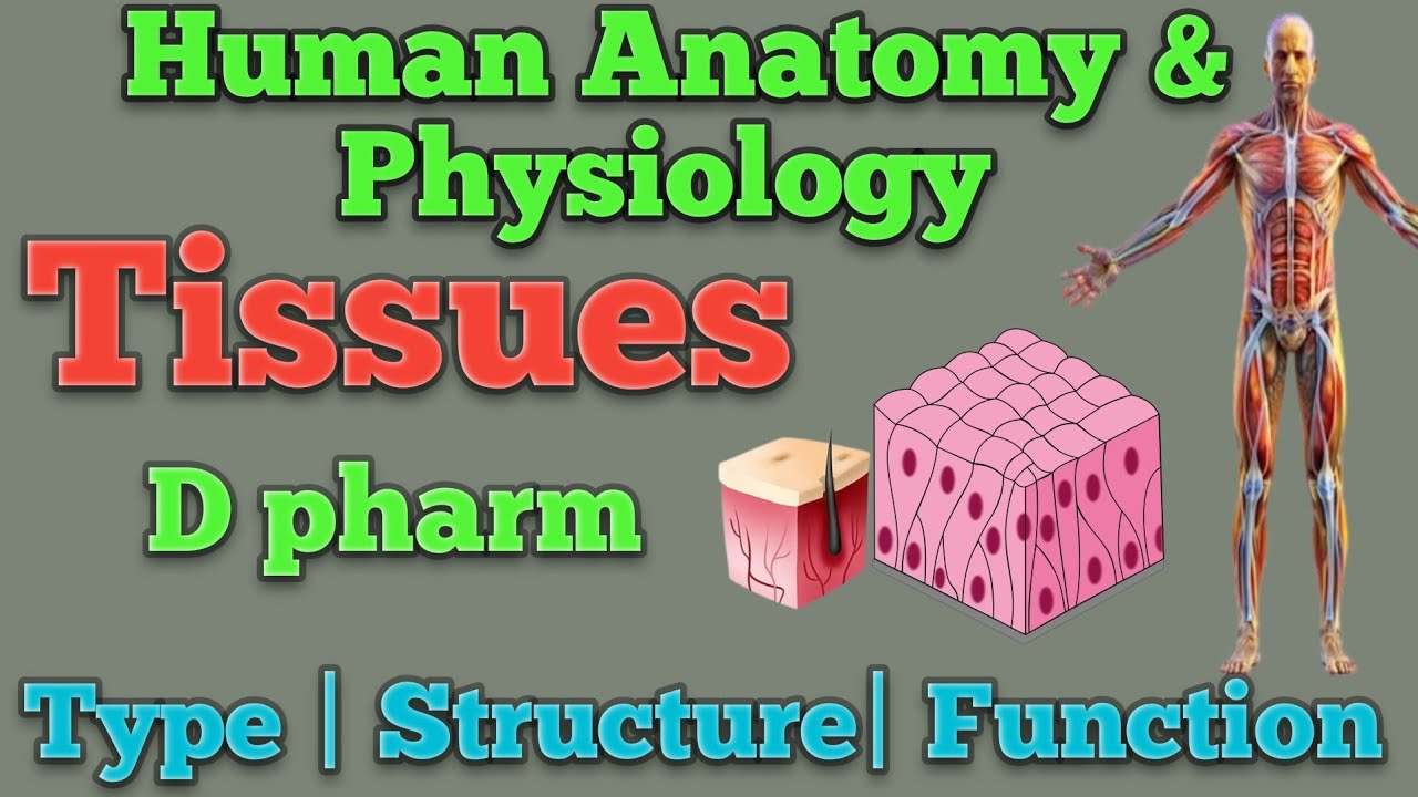Tissues of Human body | Type | Function | Human Anatomy and Physiology ...