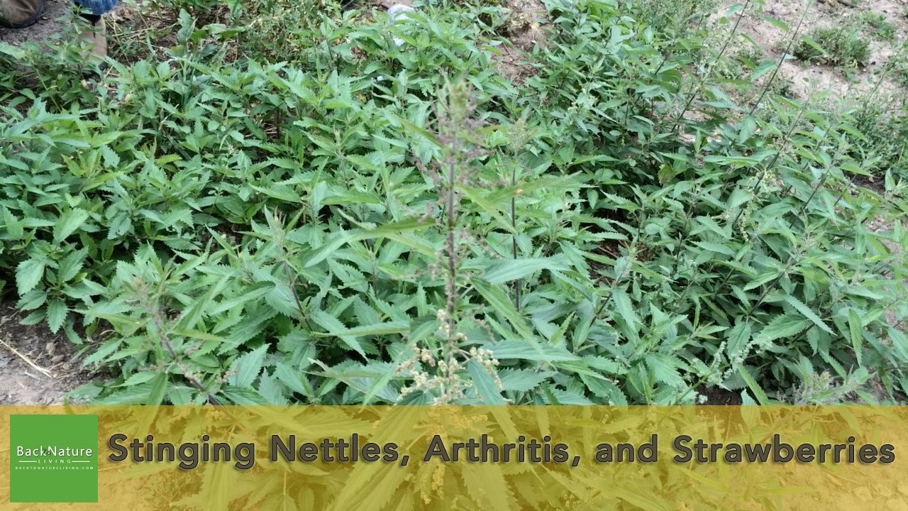 Stinging Nettles, Arthritis, and Strawberries - YouTube
