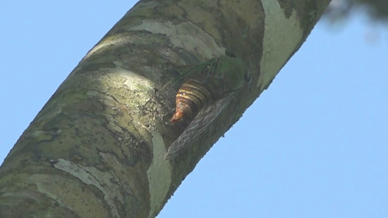 Costa Rican cicada rain - YouTube
