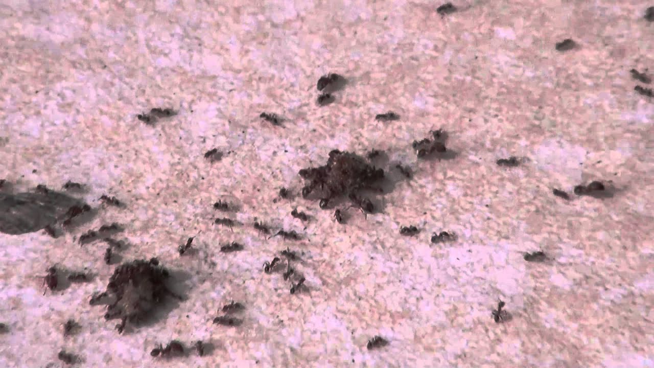Ant trail ants carrying a moth in formicary - YouTube
