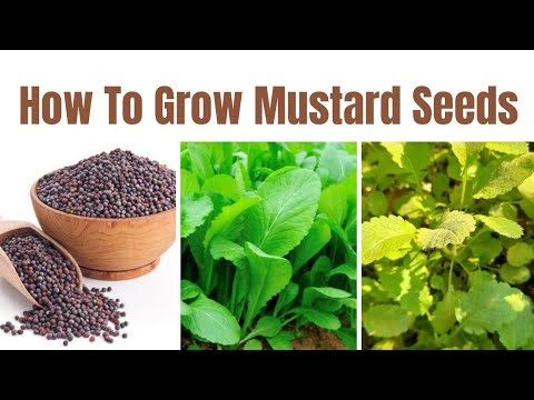 How To Grow Mustard Seeds | Perfect Nature - YouTube