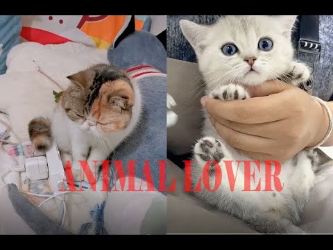 Moew Moew Baby Cats Cute and Funny Dog Videos Compilation #28 Animal ...