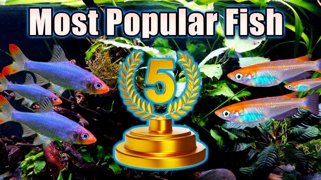 Top 5 Most Popular Fish of 2024! - YouTube