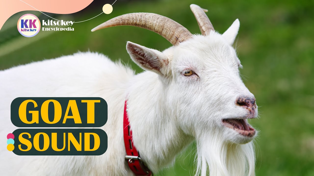 Goat Sound, Goat song, Goat Sound Effect, Goat sound to learn - YouTube