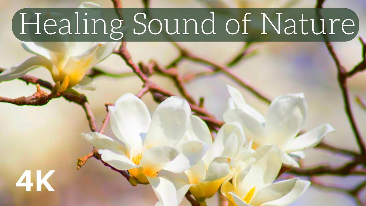 🌸 Magnolia Spring Relaxation: Peaceful Serenity ,Nature's Beauty 🍃 ...