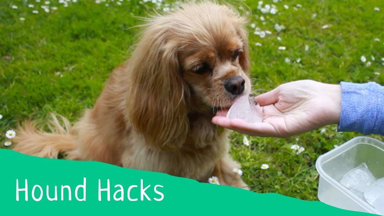 Hound Hacks: Tip 7 - Ice Cube Treats - YouTube