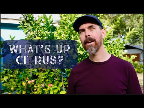 How To Pick Citrus Fruit Trees
