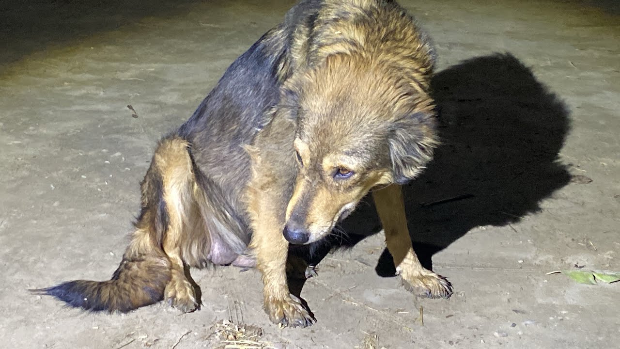 Wow so beautiful dogs | Pakistani Dogs - YouTube