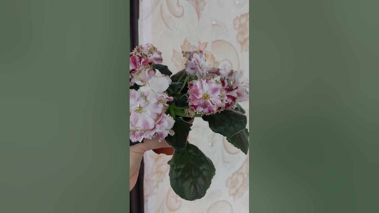 СМ-Стассия 🌺🌺🌺 - YouTube