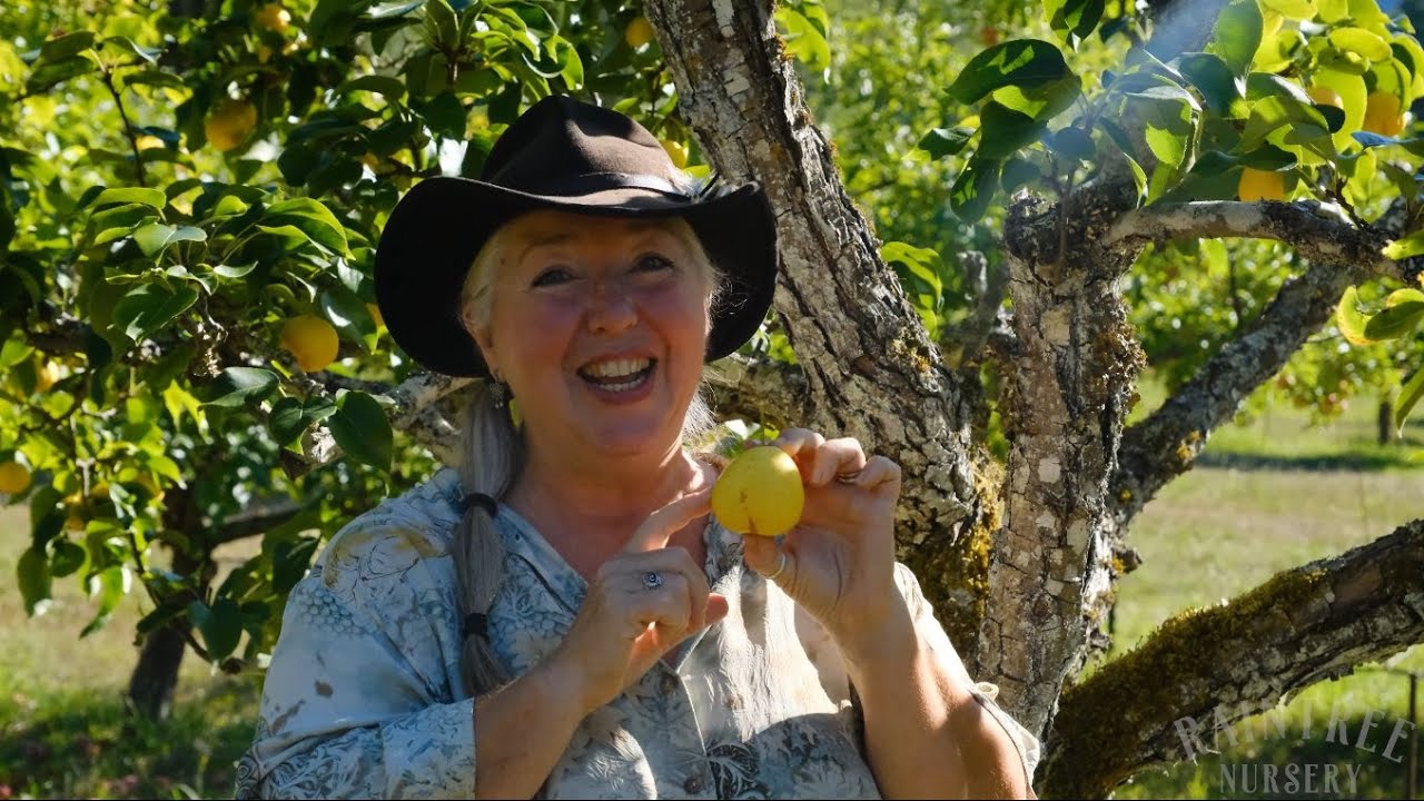 Raintree Nursery Fruit Feature: Hamese Asian Pear - YouTube