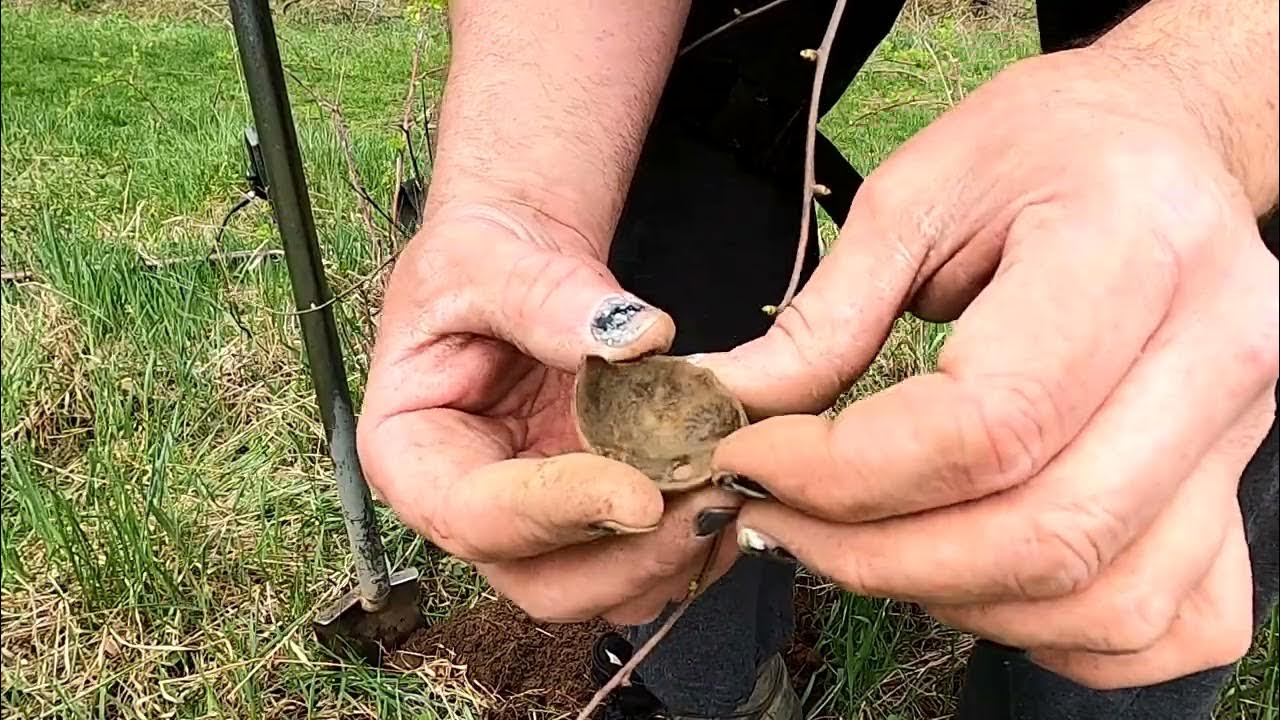 7 Missing 1800s Metal Detecting Hunt In Woods Finding Silver & Relics Western Upstate NY New ...