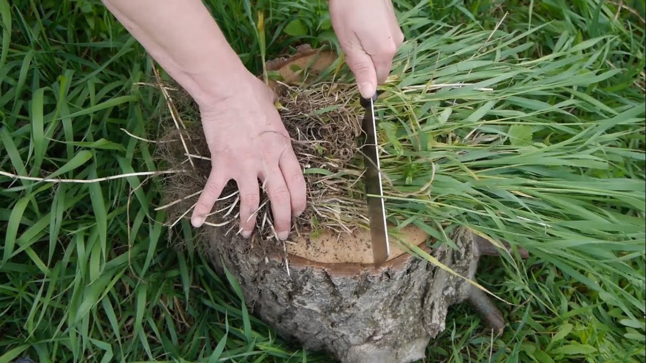 Extreme! World Strongest Garden Weed. TimeLapse - YouTube