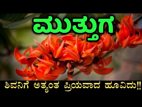 ಶಿವನಿಗೆ ಅತ್ಯಂತ ಪ್ರಿಯವಾದ ಮುತ್ತುಗ ಅಥವಾ ಪಲಾಶ | Palash or muttuga - YouTube
