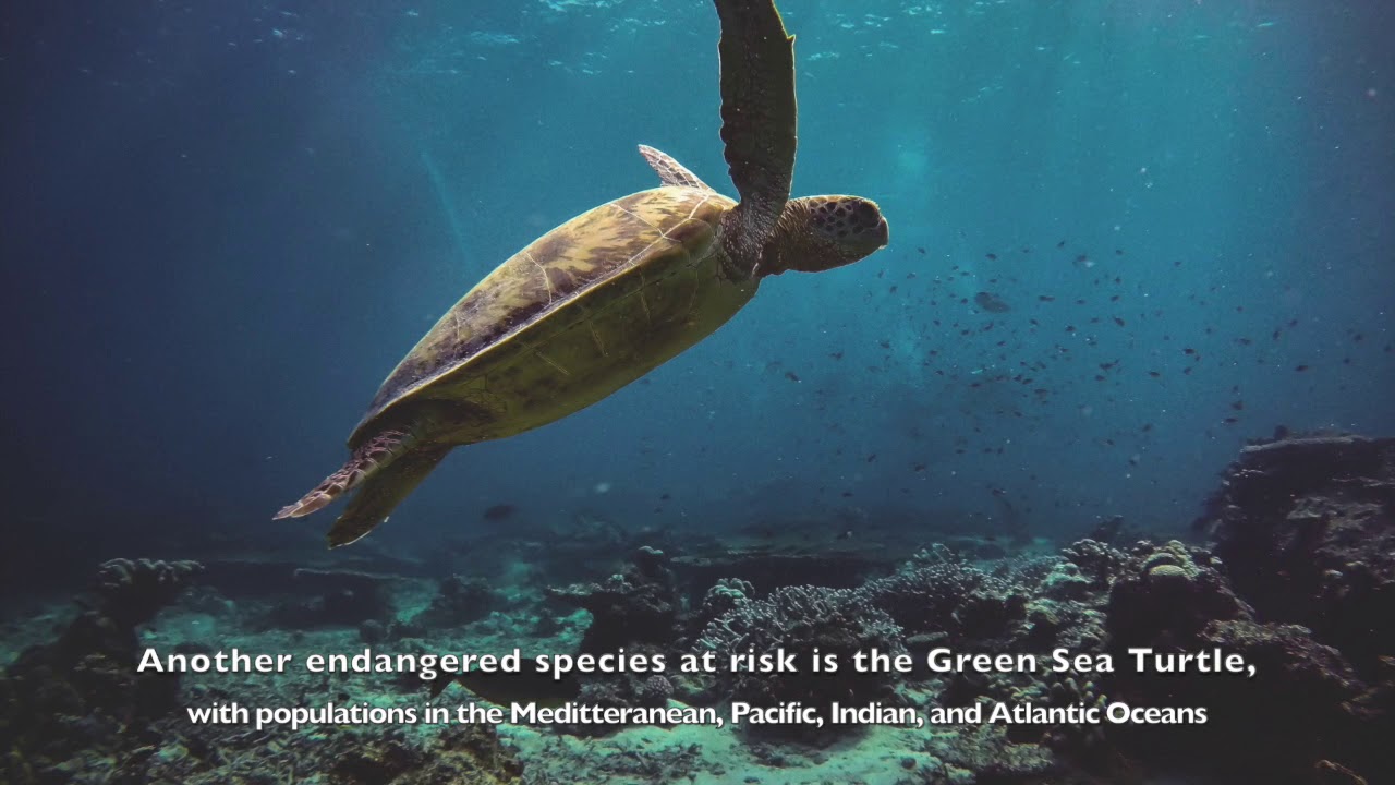 Environmental Impacts on the Green Sea Turtle and Proboscis Monkey ...