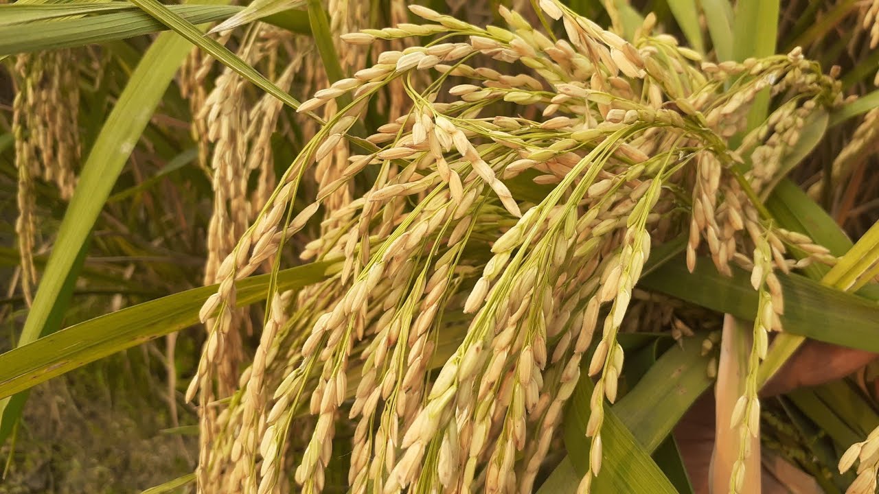 BRRI BORO DHAN FIELD TRAIN | BRRI DHAN 2025 | ধান গবেষণা ফিল্ড - YouTube