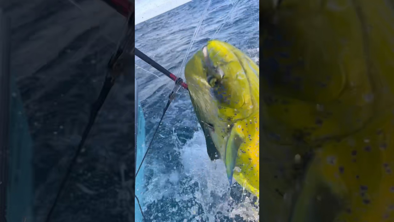 Welcoming a big bull mahi onboard 🫡 #puertovallartafishing - YouTube