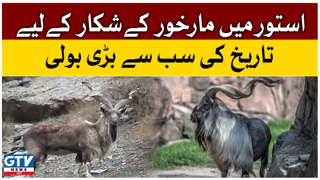 Pakistan Astor Markhor Hunting | Markhor Hunting in Pakistan | Gilgit ...