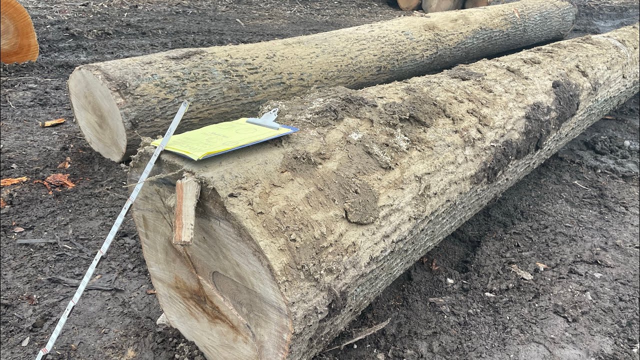 The log Desired for a 22ft long 15X15! Plus Sawing a 26” Red Oak #15 ...