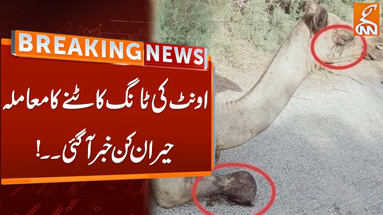 Watch: Camel Leg Cut Incident Updates | Breaking News | GNN