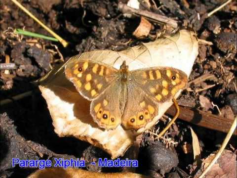 Borboletas em portugal / Butterflies found in portugal .avi - YouTube