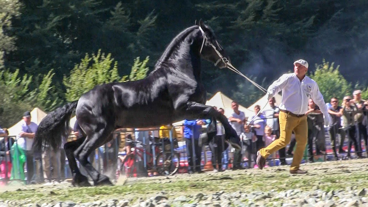 Cai Frizieni din Romania - YouTube