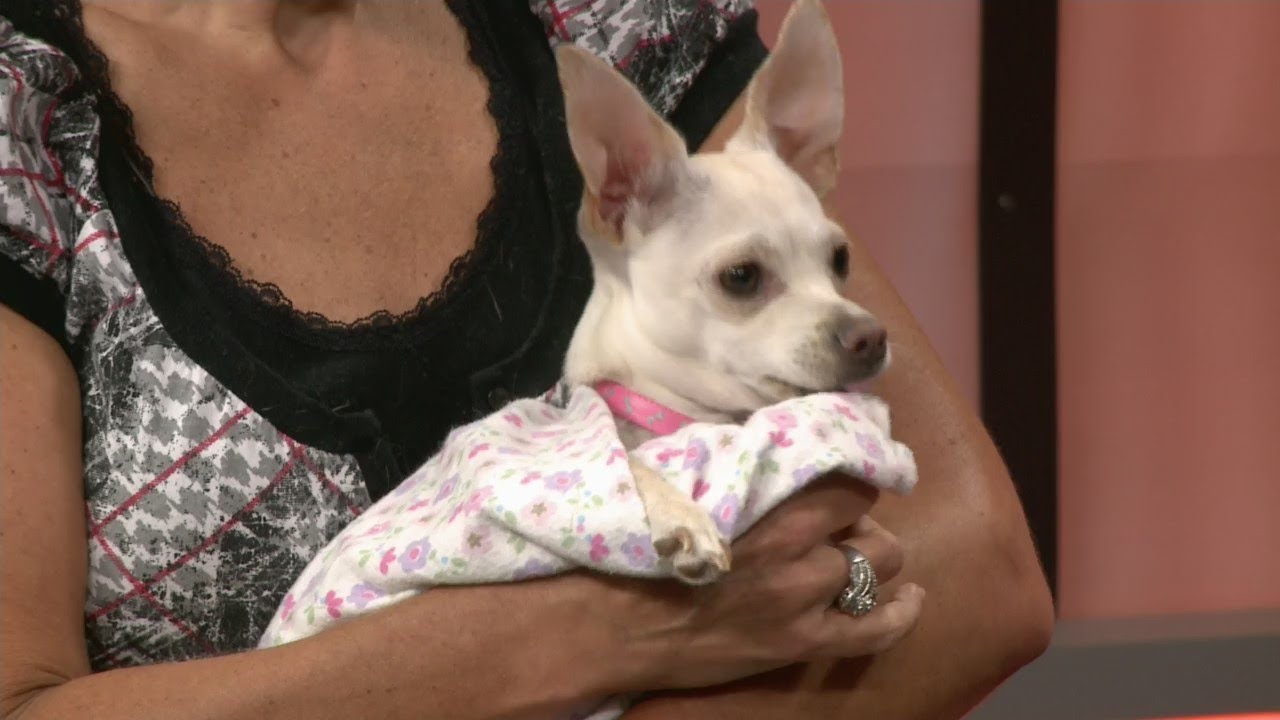 Furry Friday: Meet Boo the Chihuahua - YouTube