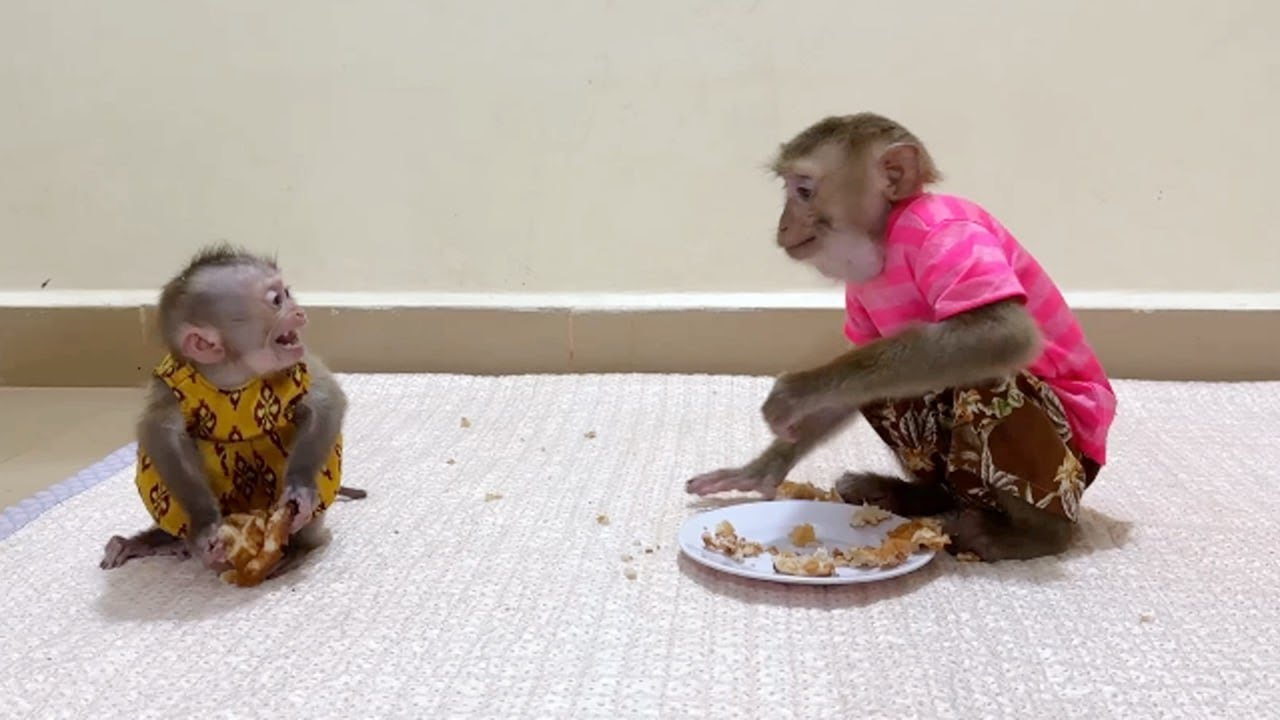 Lil Queen Linda Yelling Angry PoPo Try To Grab Her Food - YouTube